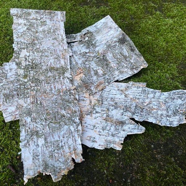 Birch Tree Bark - Etsy