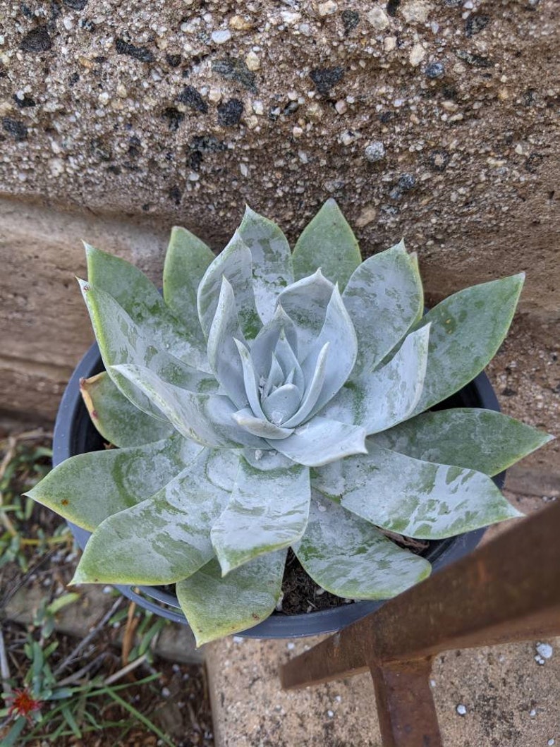 Dudleya farinosa Powdery live forever plant live succulent | Etsy