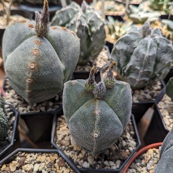 Astrophytum Seeds - Etsy