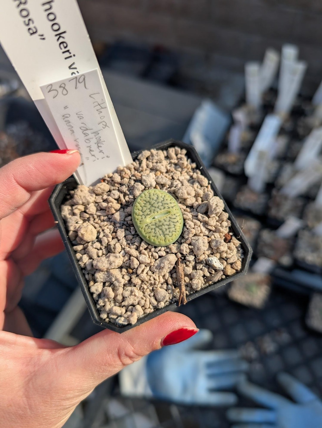 Lithops Hookeri Var. Dabneri Cv. "annarosa" - 2 Y/o Seedlings - Etsy