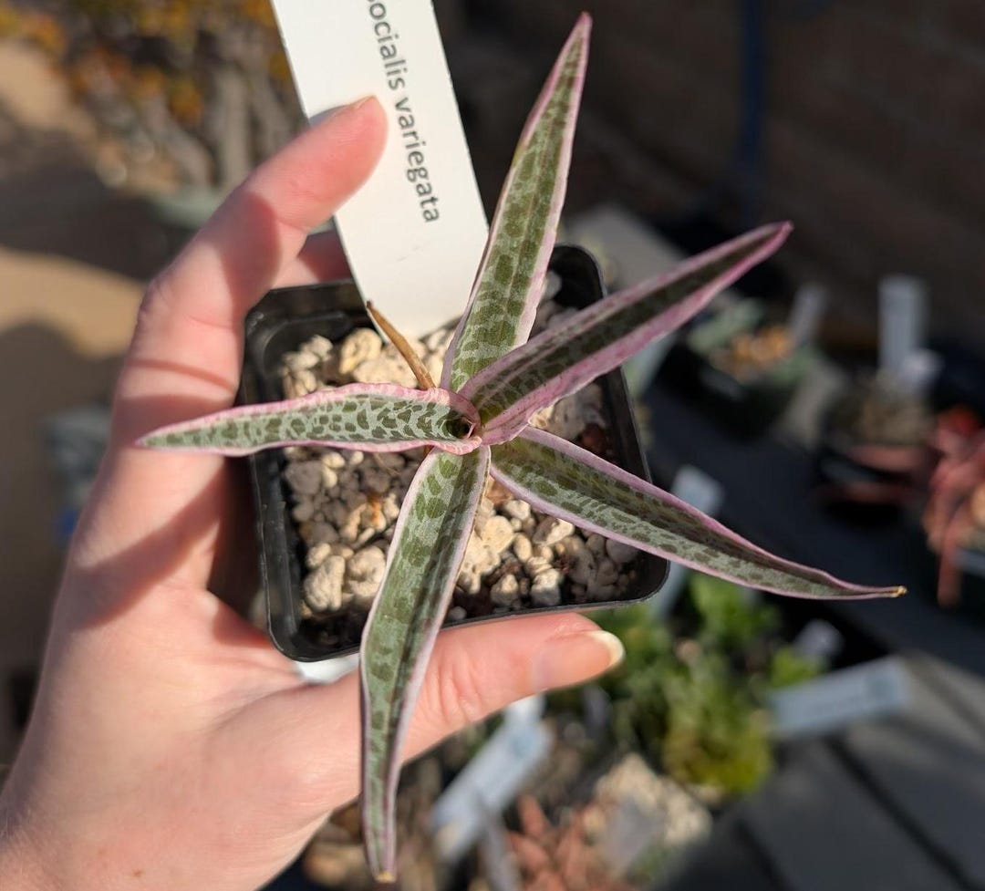 Ledebouria Socialis Variegata Variegated Silver Squill - Etsy