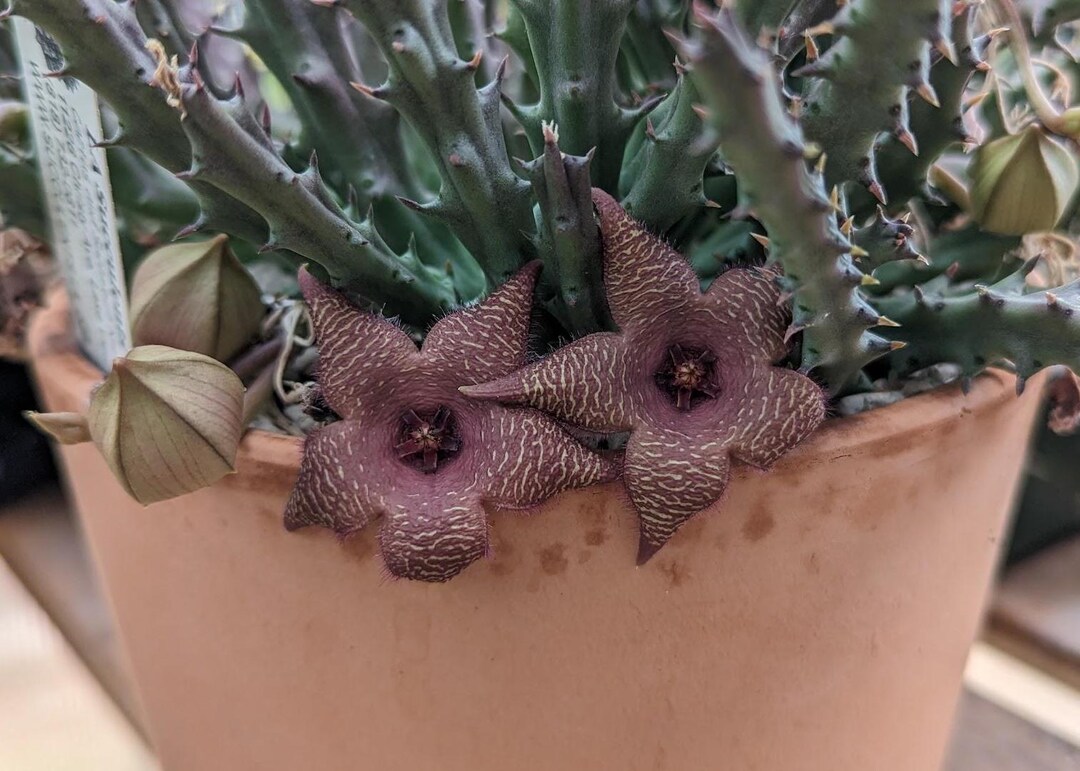 Stapelia X Orbea purple Bullseye CUTTINGS - Etsy