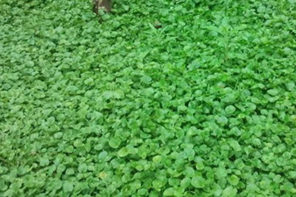 Dichondra Repens Ground Cover 8g Seeds - Etsy