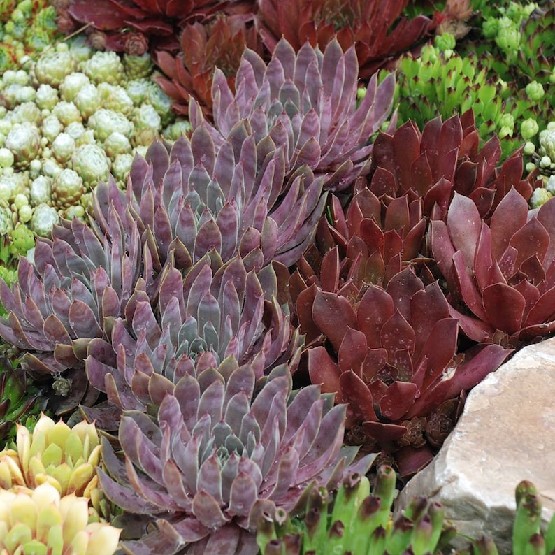 50+ Mixed Hens and Chicks Succulent Seeds (sempervivum Hybridum) - Etsy