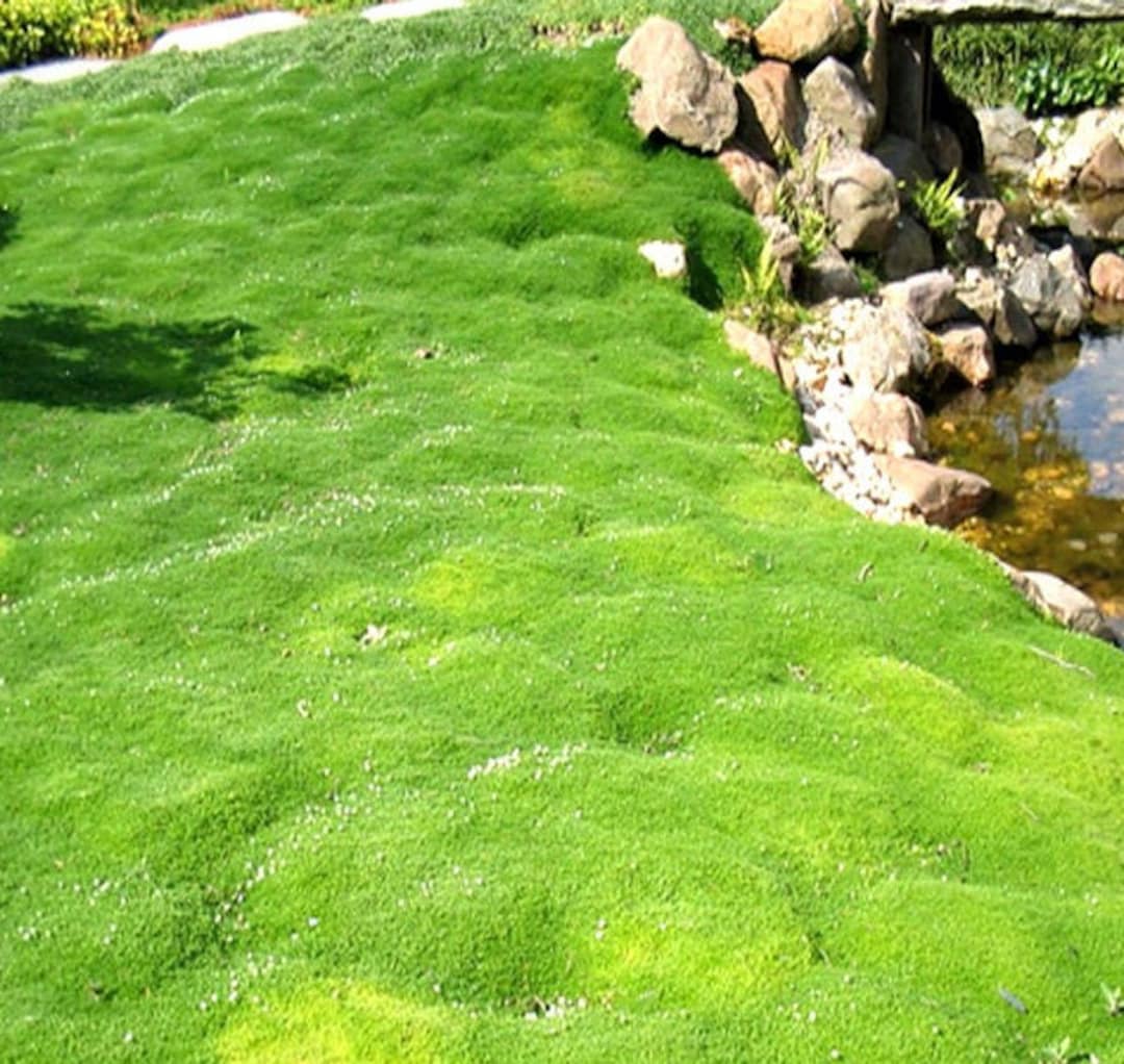 200+irish Moss Ground Cover Seeds (sagina Subulata) - Etsy