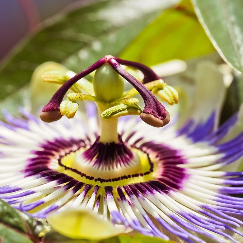 Passion Bee Flower - Etsy