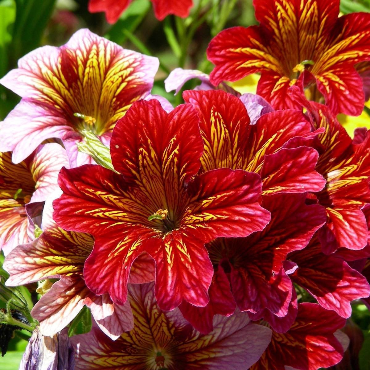 Painted Tongue Velvet Dolly Mix Flower Seeds (salpiglossis Sinuata) 50 ...