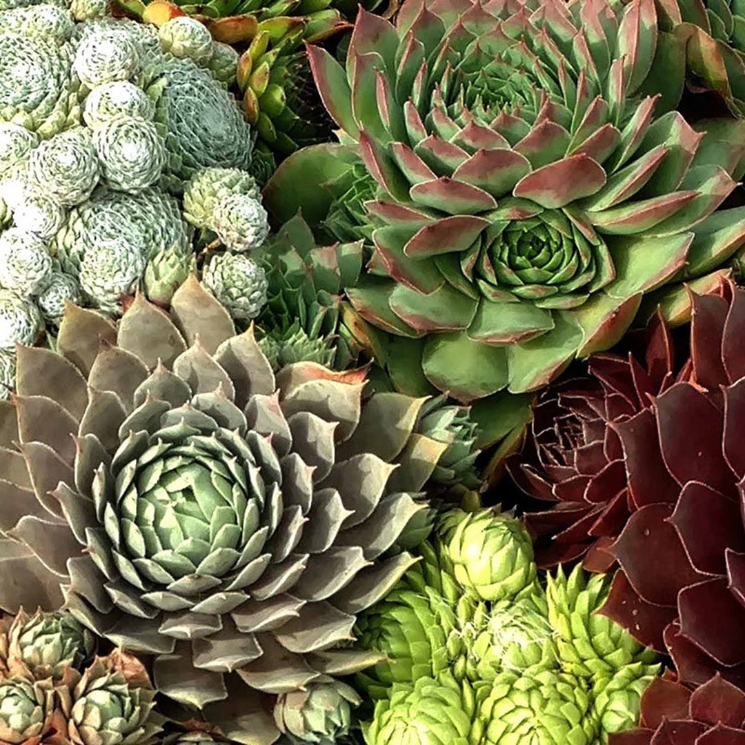 50+ Mixed Hens and Chicks Succulent Seeds (sempervivum Hybridum) - Etsy