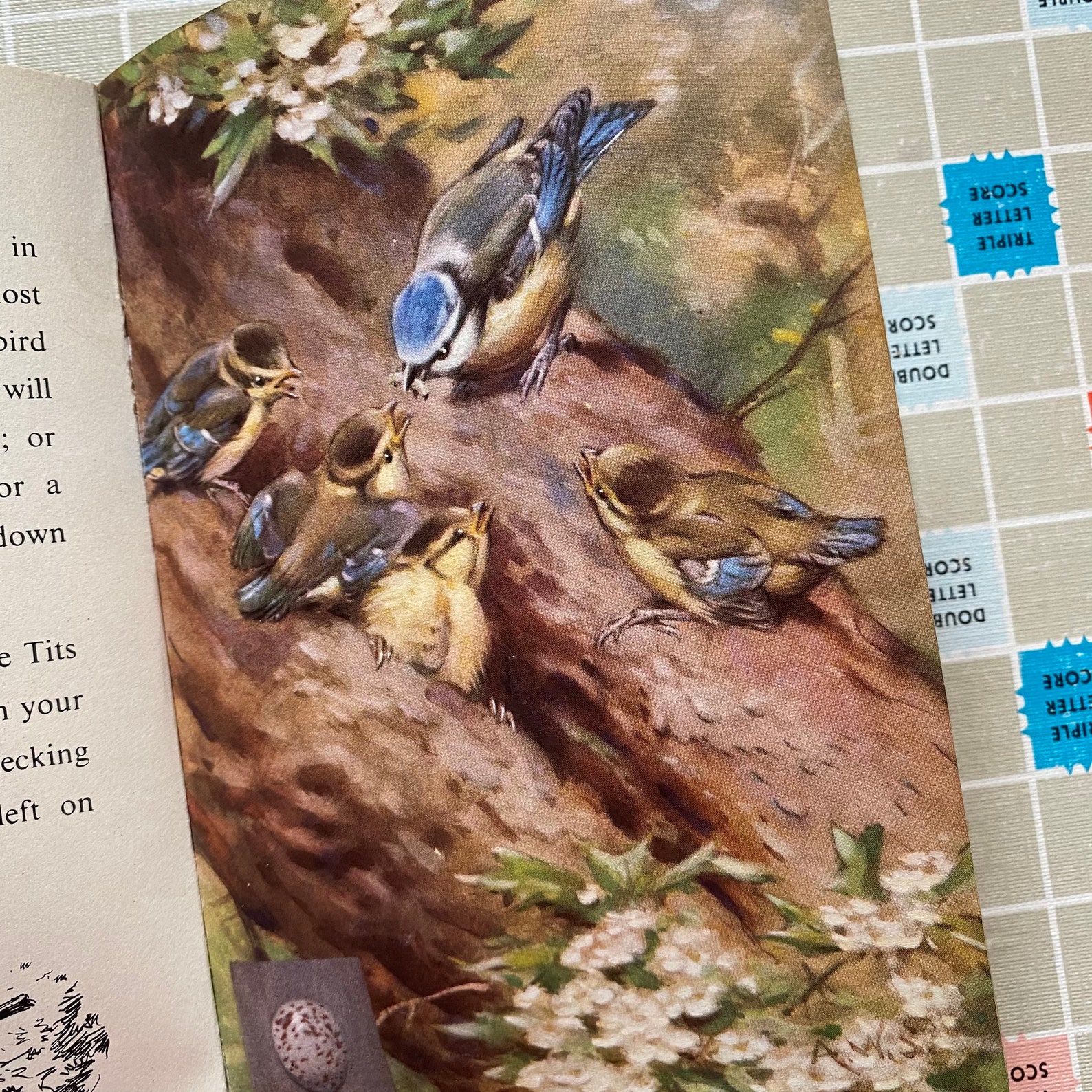 Rare Blue Cover Ladybird First Edition 1953 Books of British | Etsy