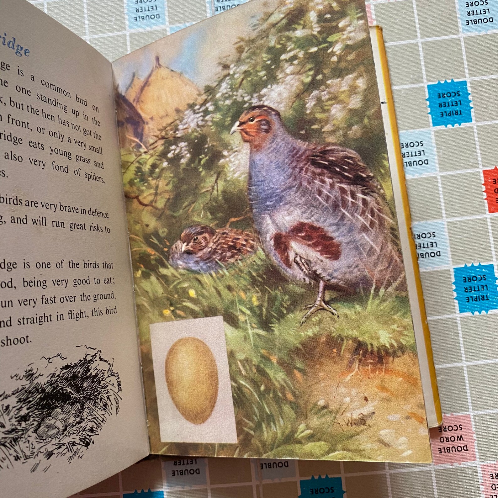 Rare Blue Cover Ladybird First Edition 1953 Books of British - Etsy UK