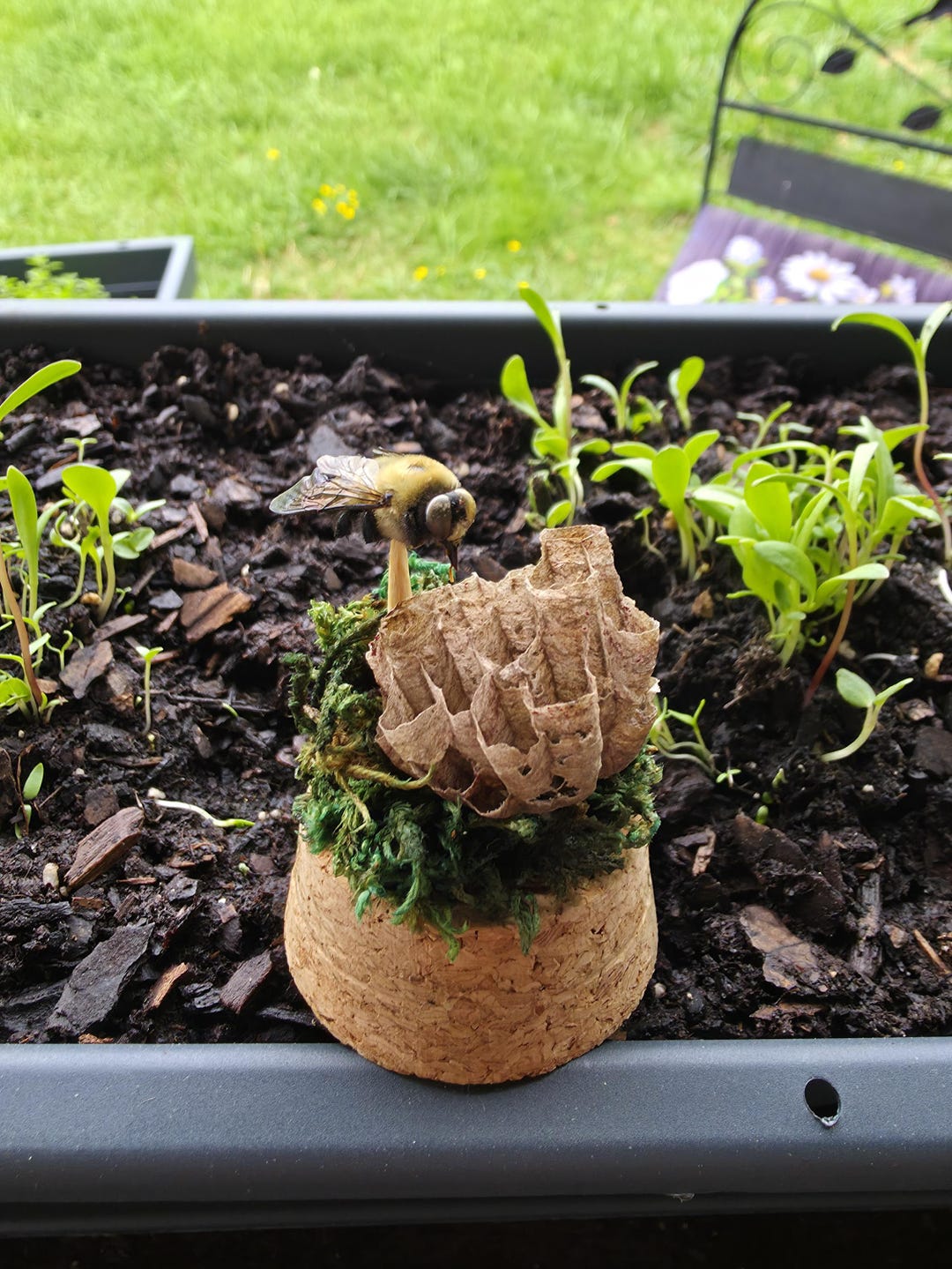 Carpenter Bee and Wasp Hive Dome - Etsy