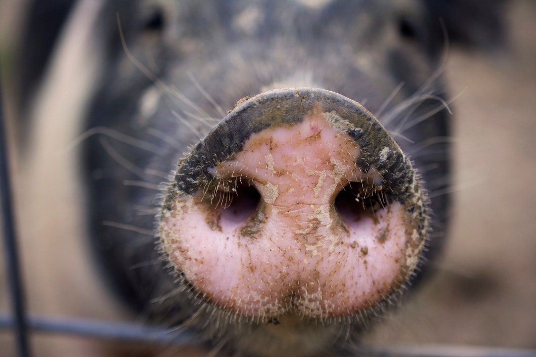 Pig Snout - High Quality Original Photograph - Etsy