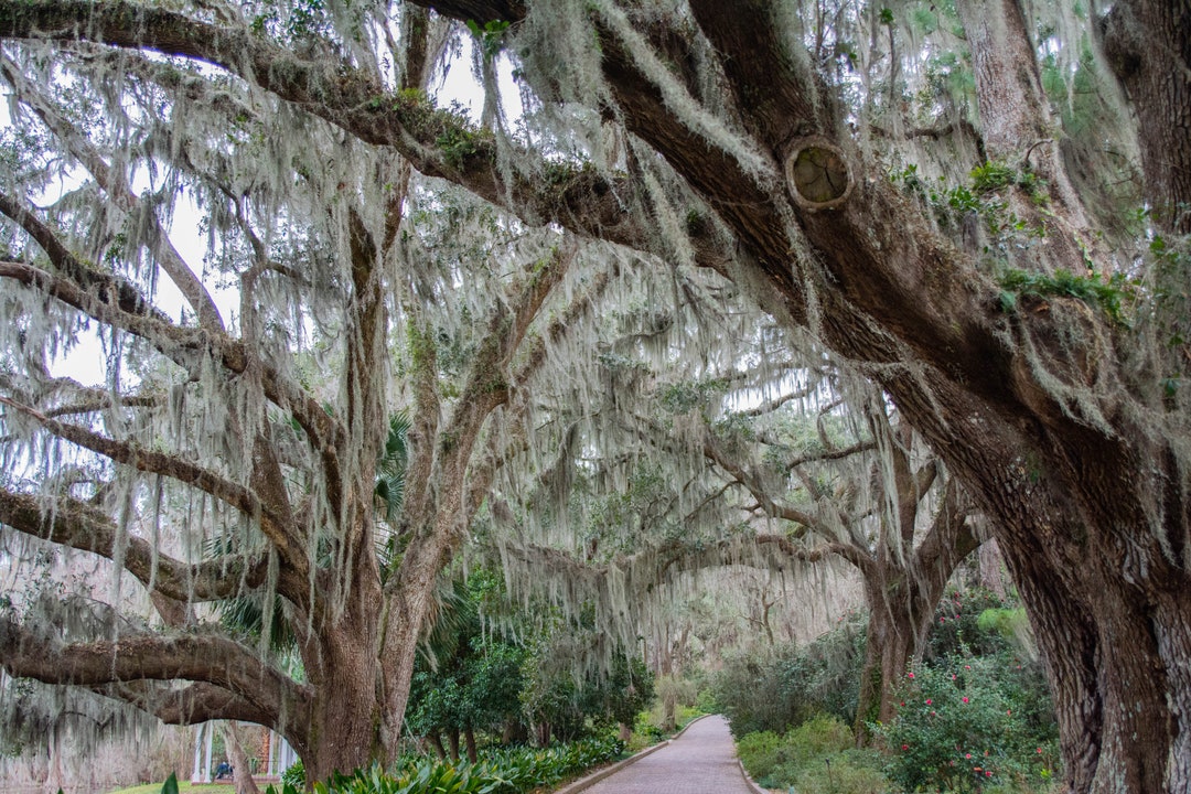 Spanish Moss Tree - High Quality Original Photograph - Etsy