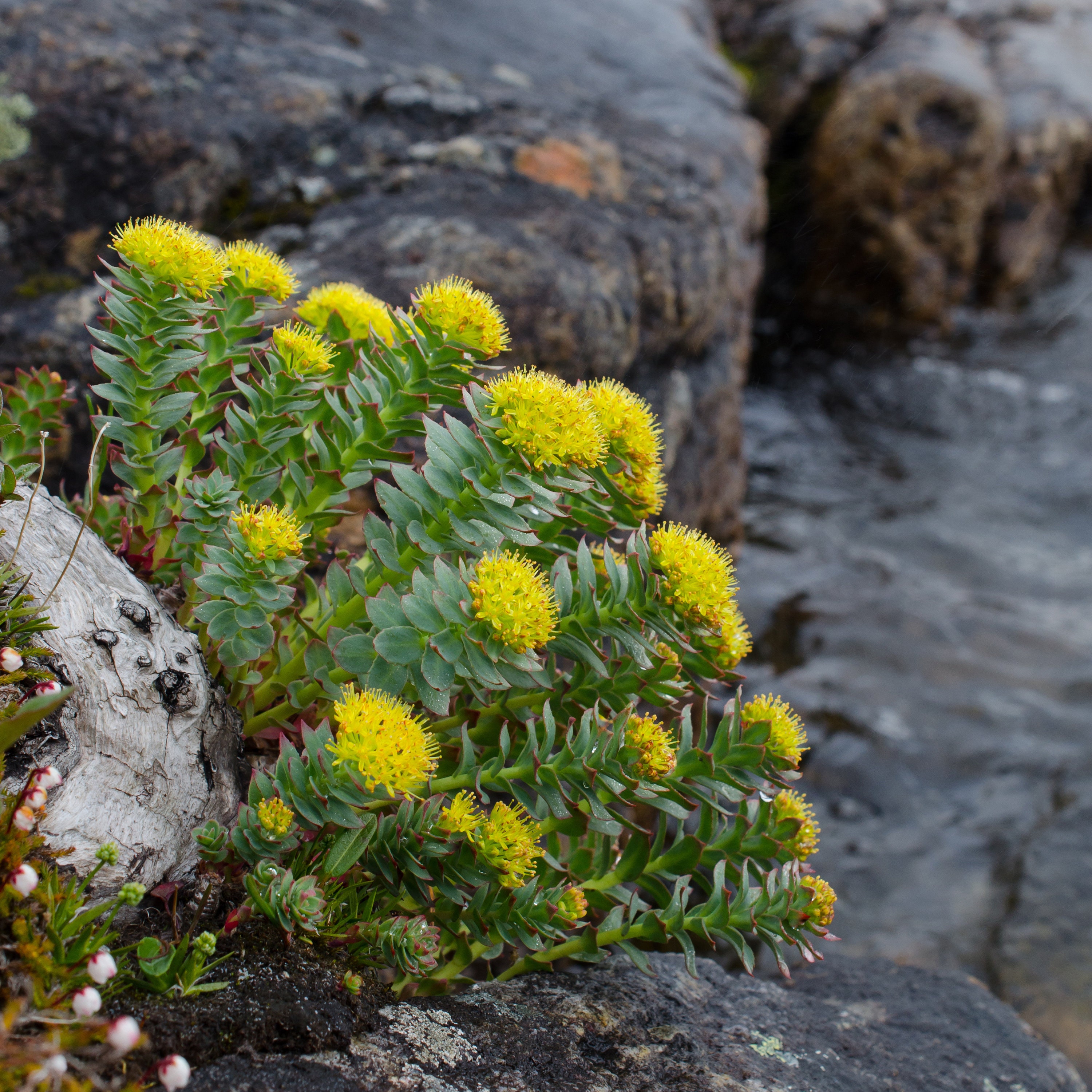 Icelandic Wild Harvested Rhodiola rosea Golden Arctic Root in slices ...