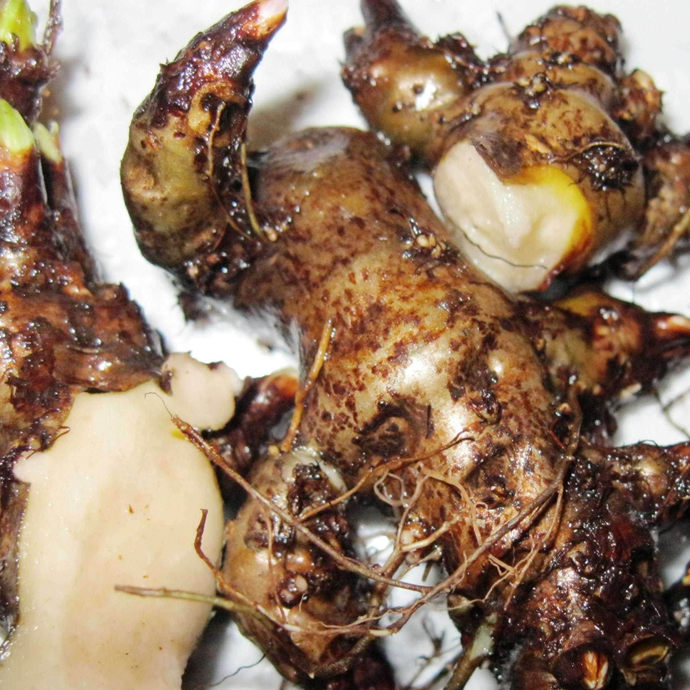 Icelandic Wild Harvested Rhodiola rosea Golden Arctic Root in slices ...