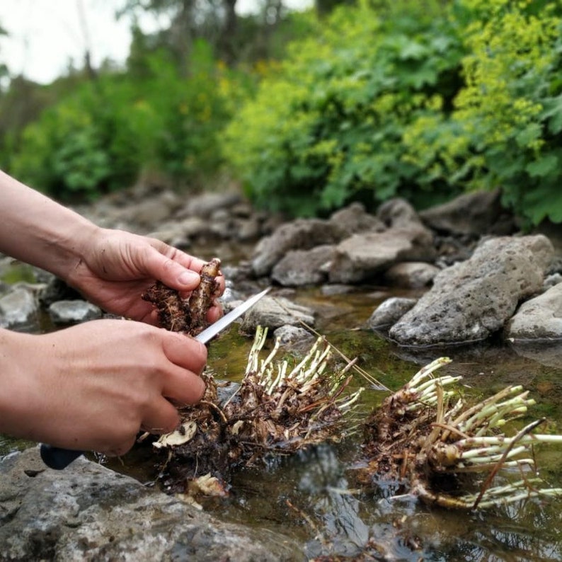 Wild Harvested Rhodiola Rosea From Iceland Golden Arctic Root in Big ...