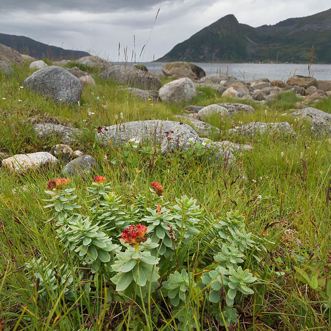Icelandic Rhodiola Rosea Wild-harvested Golden Arctic Root Premium ...