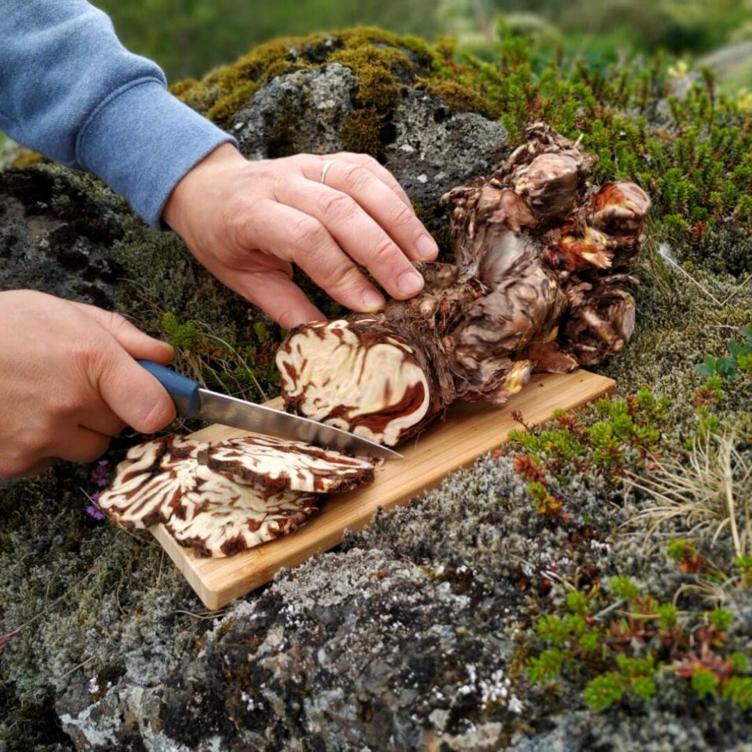 Wild Harvested Rhodiola Rosea From Iceland Golden Arctic Root in Big ...