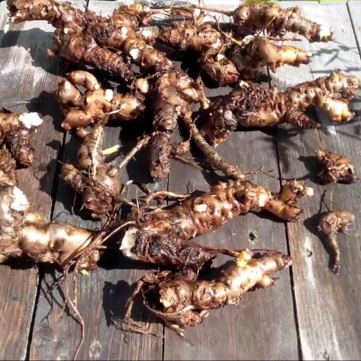 Icelandic Wild Harvested Rhodiola rosea Golden Arctic Root in slices ...