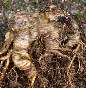 Wild Harvested Rhodiola Rosea From Iceland Golden Arctic Root in Big ...