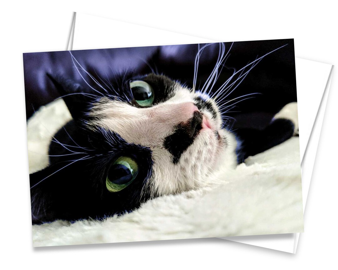 Cat Note Card, Tuxedo Cat Card, Black Cat Card, Cat Photo Print, Cute ...