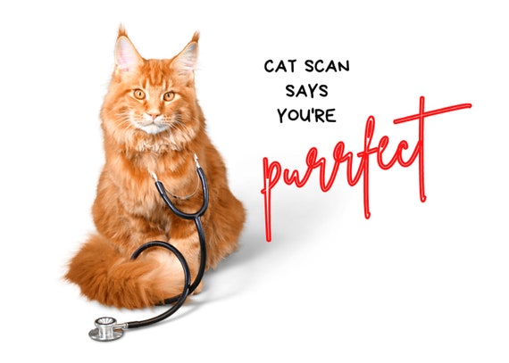 Get Well Soon Meme Cat