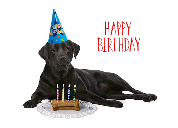 Happy Birthday Dog Images Black Lab
