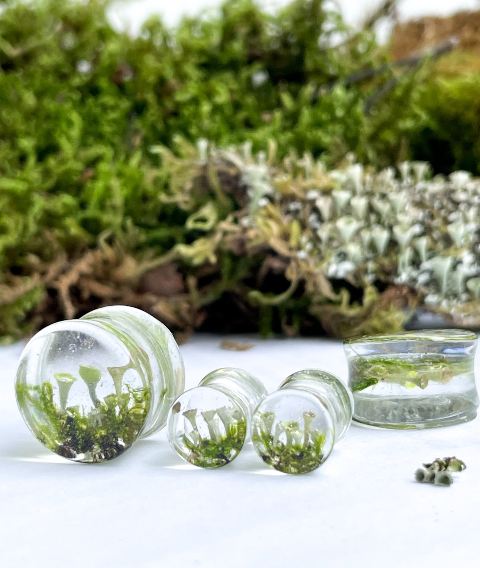 Real Moss Transparent mushroom Plugs Nature Tunnels Real - Etsy