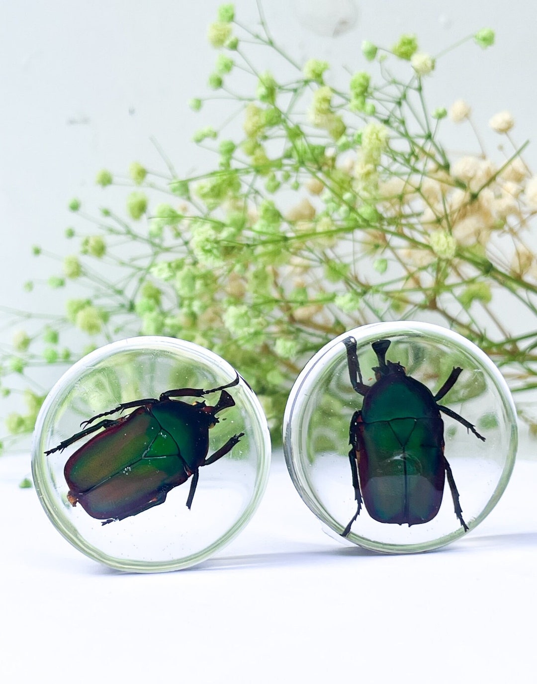 Real Insect Plugs: Handmade Eco Resin Bug Gauges (1 3/8" - 2") - Etsy