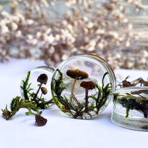 Natural Moss Mushroom Gauges Real Plug Mushroom Plug - Etsy