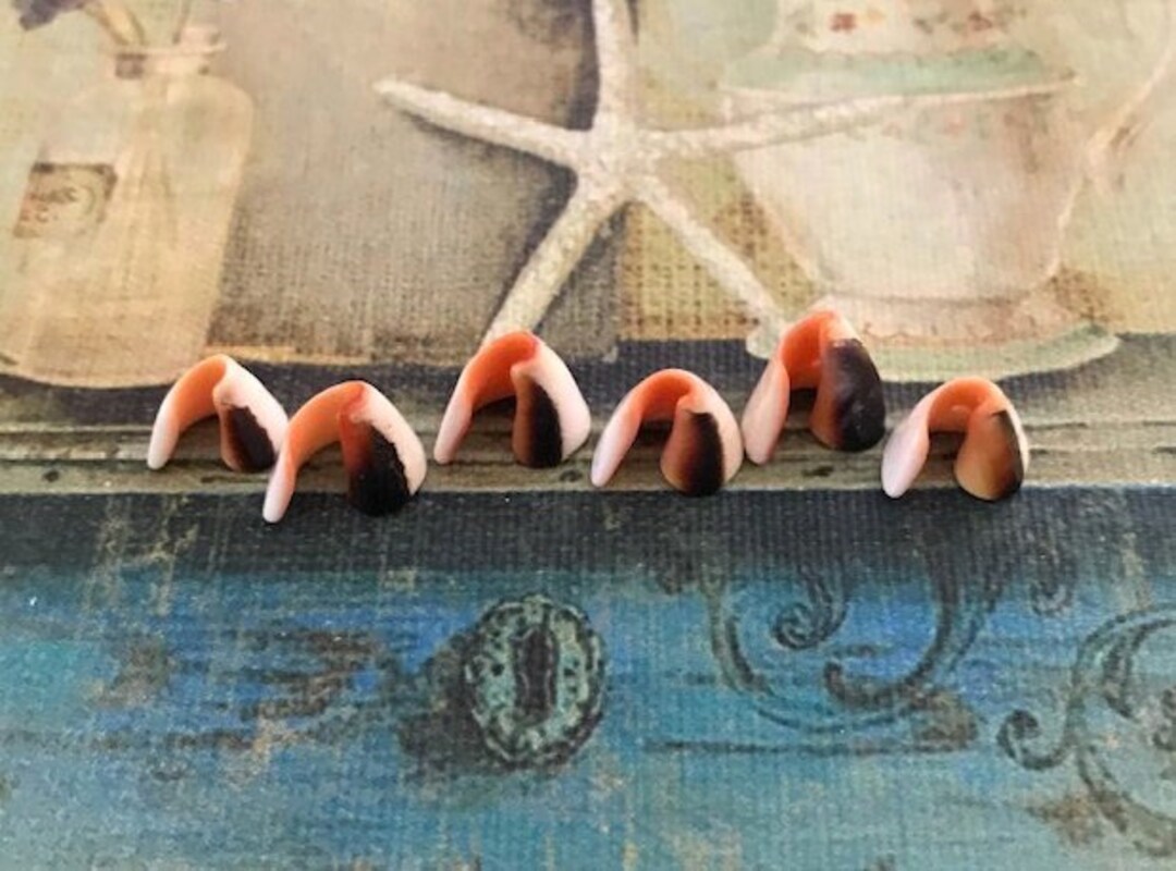 Strombus Luhuanus Lily Cut Shells, Strawberry Conch Shells, Sliced ...