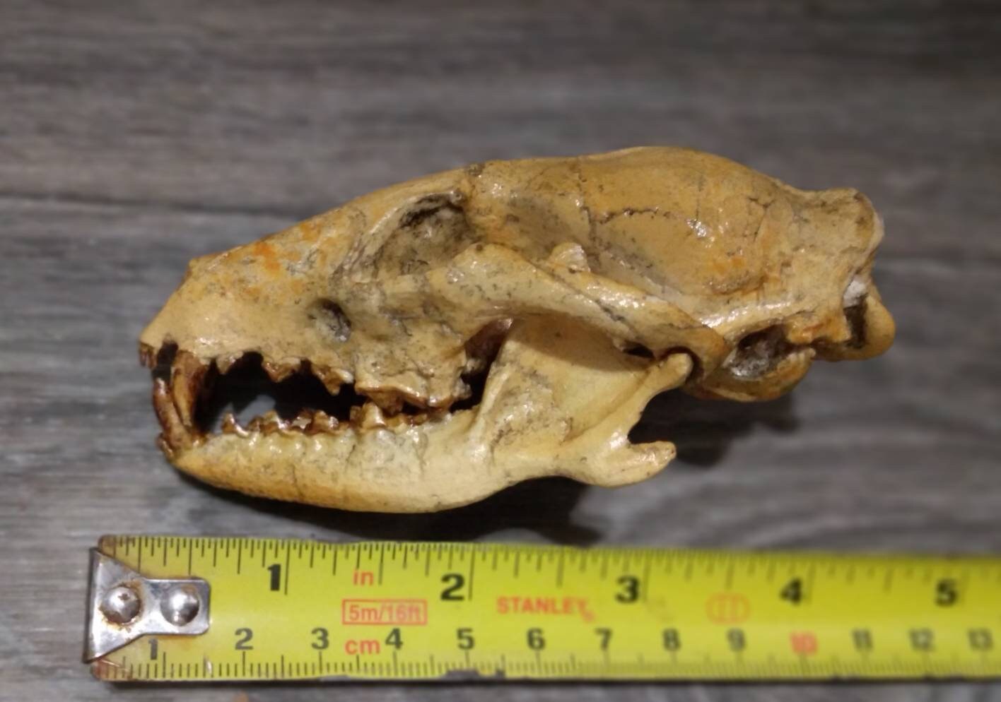 Hesperocyon Gregariusskull Cast Replica Fossil Reproduction - Etsy