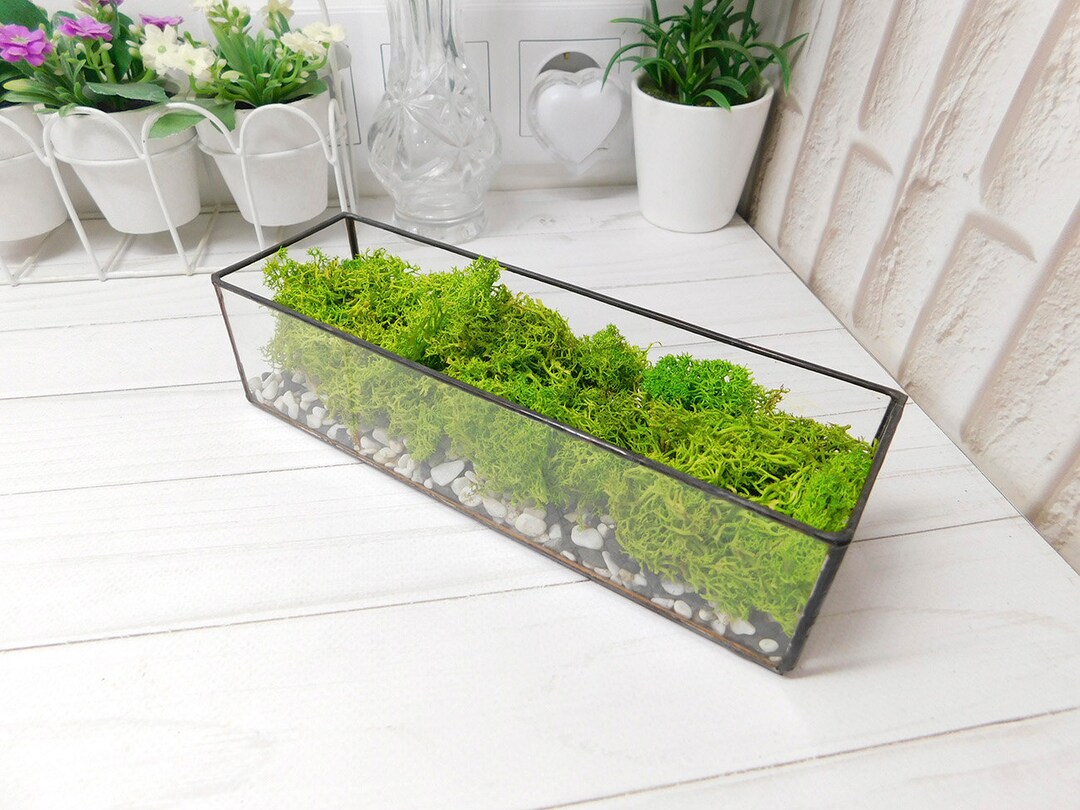 Moss Terrarium, Stabilized Plant Terrarium, Preserved Moss Terrarium ...