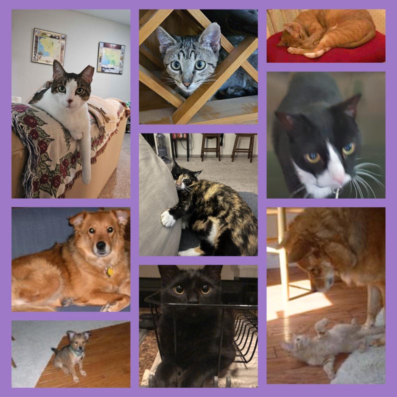 Collection of Fun Facts Pet Zine | Furry Family Friends | Booklet - Etsy