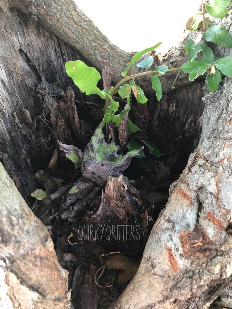 Driftwood: A Resin 3D Printed Dryad Ball Joint Doll - Etsy