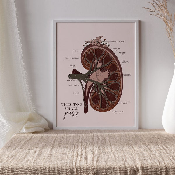 Kidney Anatomy Poster - Etsy