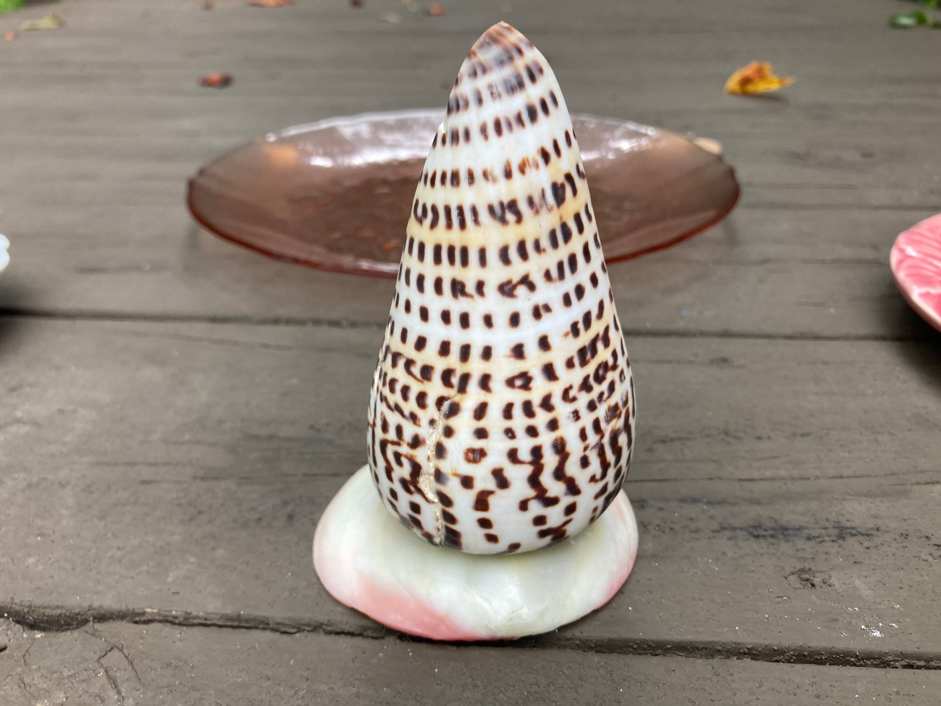Cone Shell Art Made in Philippines - Etsy