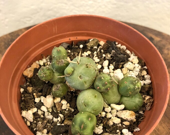 Puna Incahuasi Cactus/succulent - Etsy