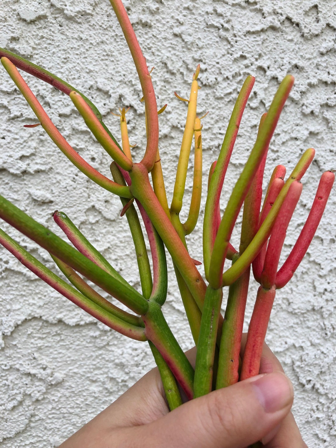 10 Fire Stick Succulent Cuttings/pencil Cactus/euphorbia Tirucalli - Etsy
