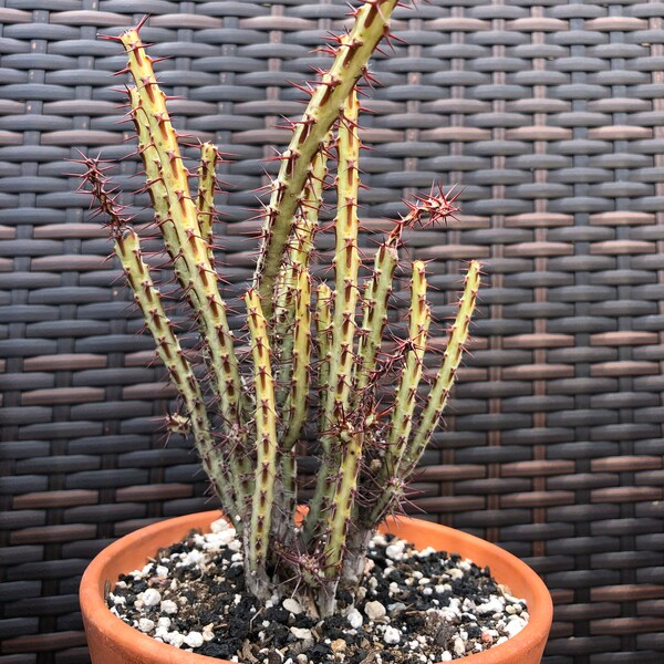 Euphorbia - Etsy