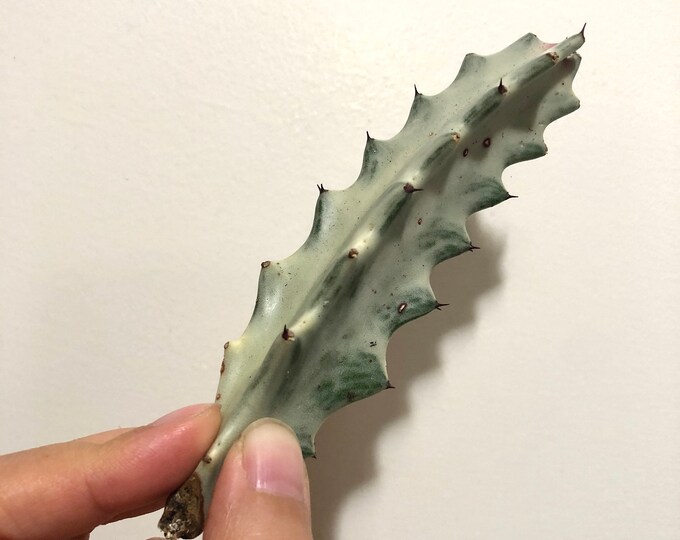 Euphorbia Lactea Variegata Dragon Bones Cutting - Etsy
