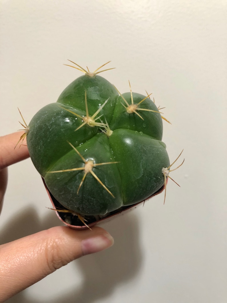 Gymnocalycium Horstii Cactus/Spider Cactus | Etsy