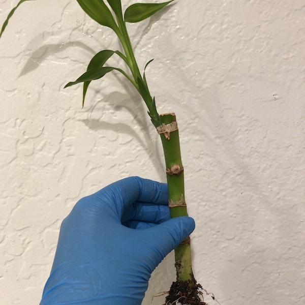 Lucky Bamboo Plant - Etsy