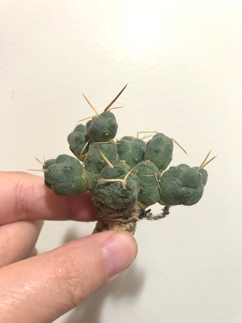 Puna Incahuasi Cactus/Succulent | Etsy