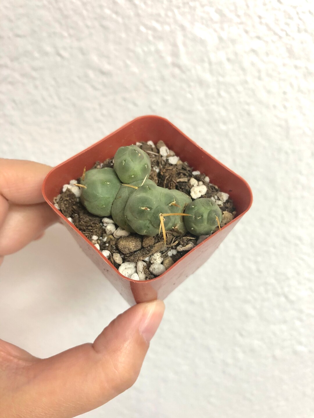 Puna Incahuasi Cactus/succulent - Etsy