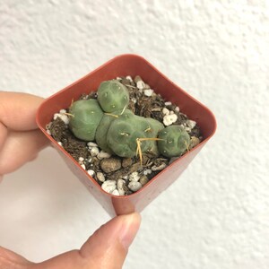 Puna Incahuasi Cactus/succulent - Etsy