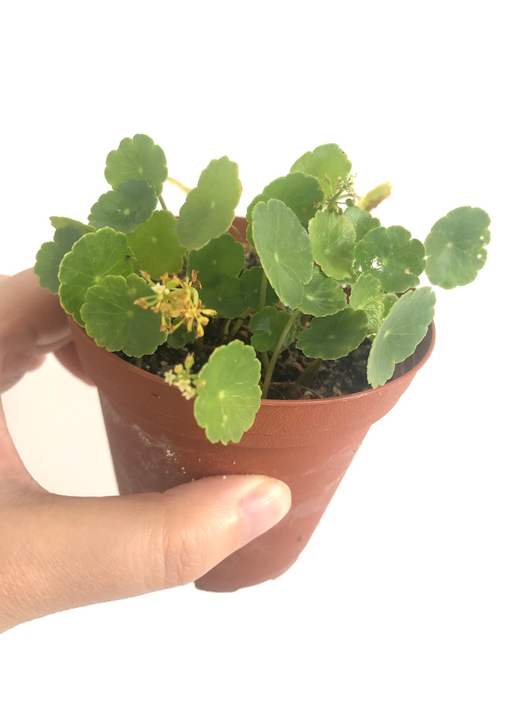 Hydrocotyle Vulgaris/money Plant/copper Coin Plant (bare Root Shipping ...