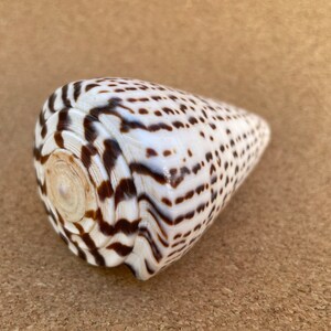 Cone Shell Collectible Natural Sea Shell Marine Specimen - Etsy