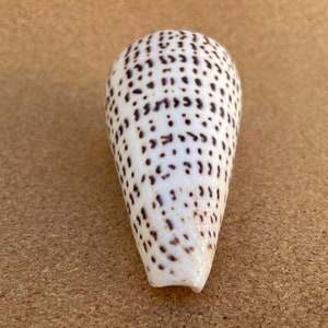 Cone Shell Collectible Natural Sea Shell Marine Specimen - Etsy