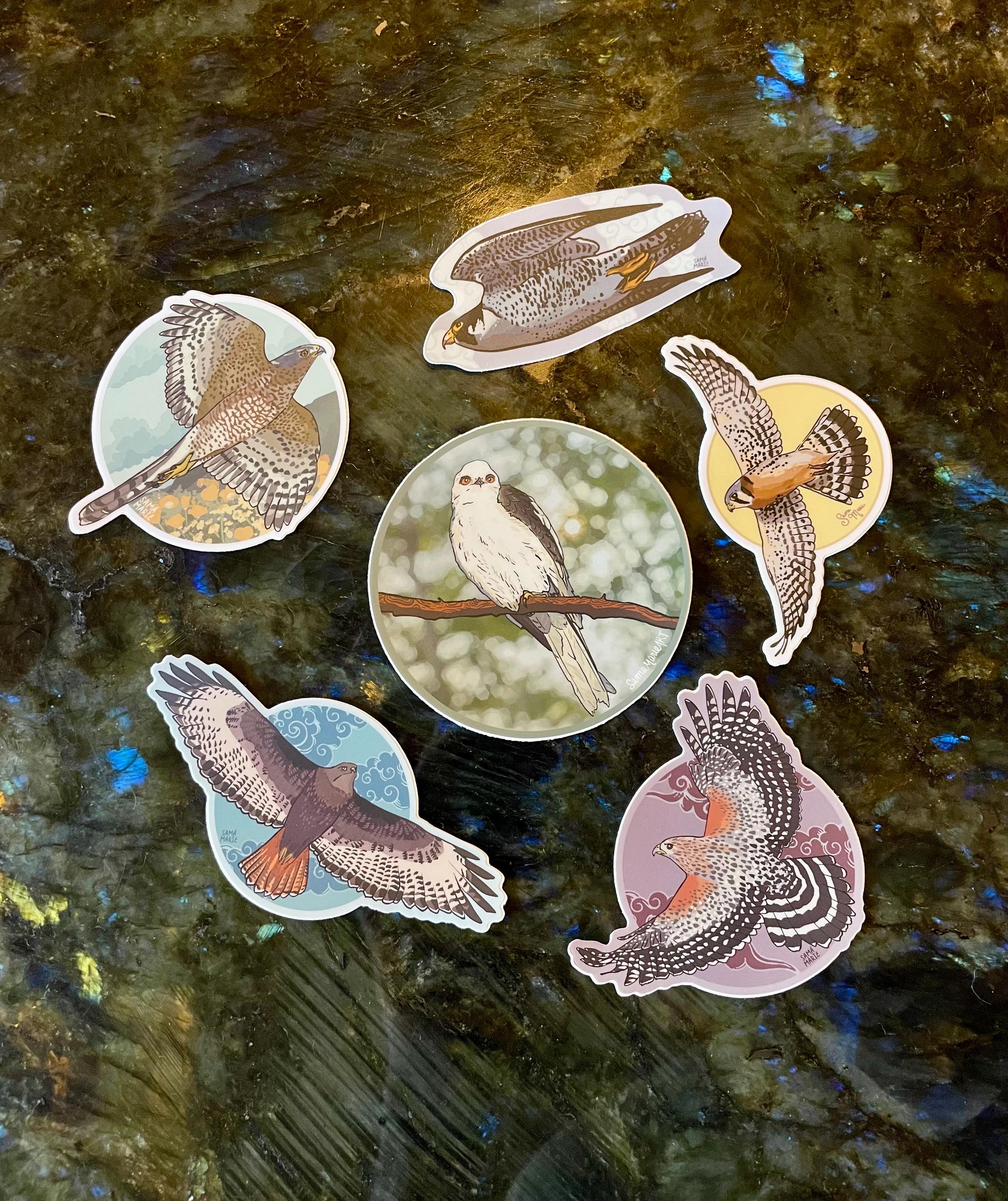 California Raptors Stickers / American Kestrel / Red Tailed Hawk ...